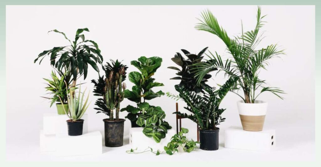 Top 21 Profitable Plant Business Ideas [2024]