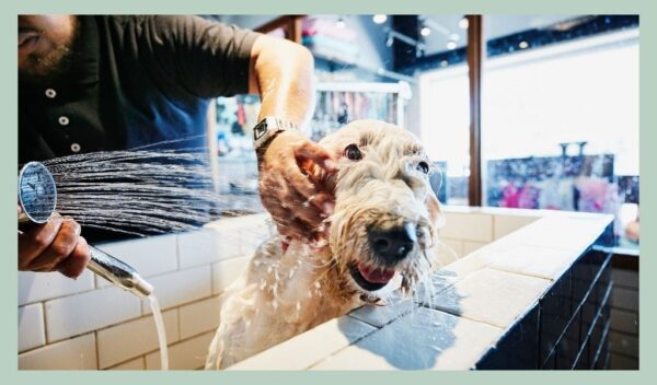 300+ Creative Pet Business Name Ideas For Inspiration [2025]