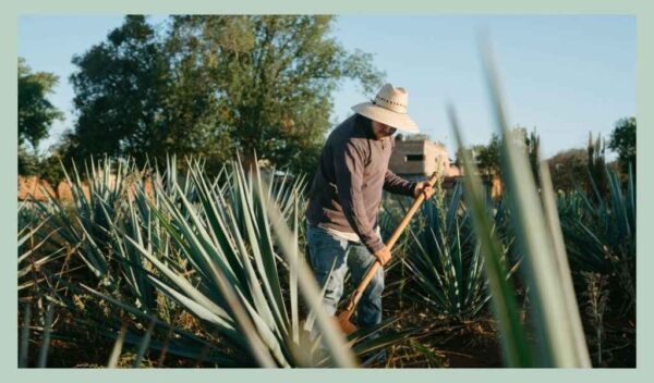 210 Catchy Plant Business Name Ideas [2025]