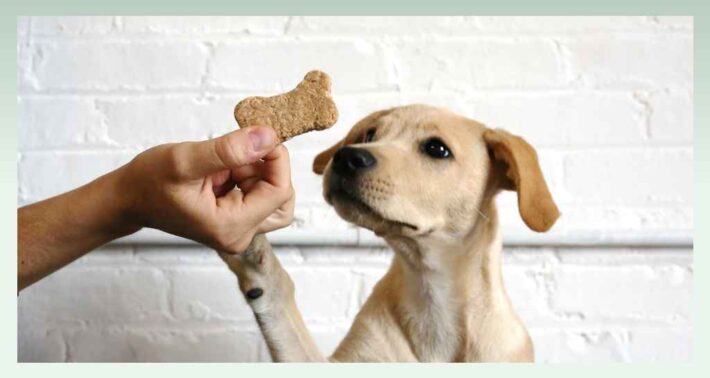 300+ Paw-some Dog Treat Business Names