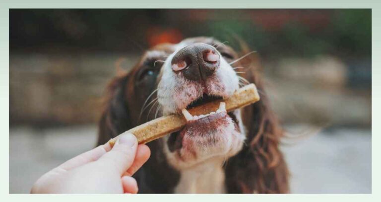 300+ Paw-some Dog Treat Business Names
